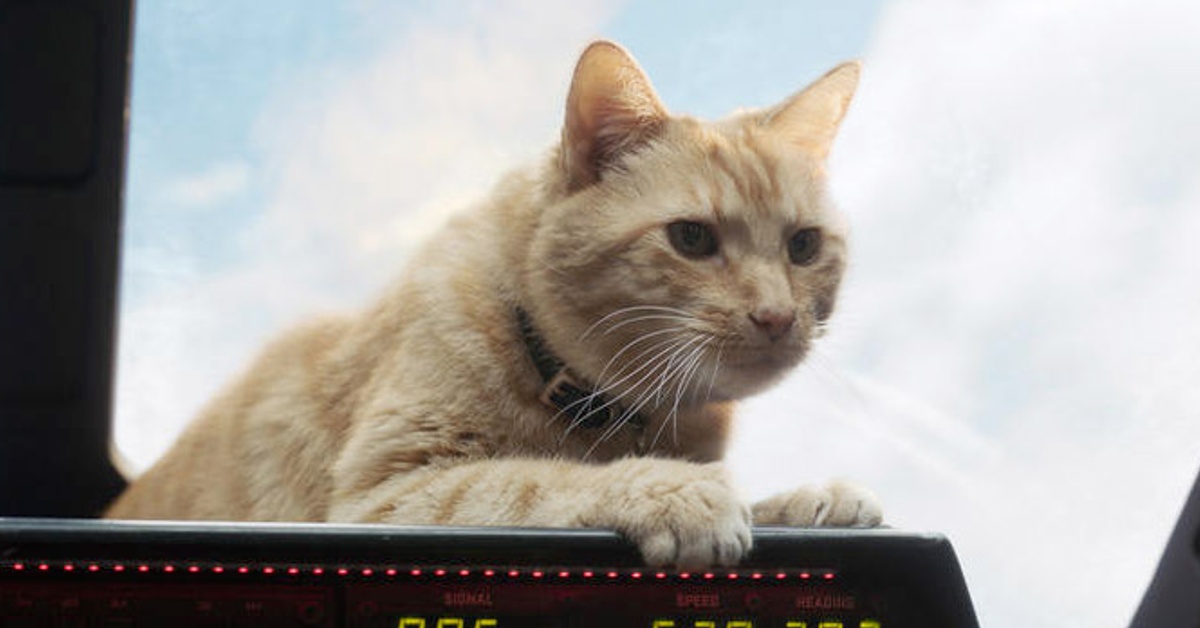 Ce qu'il faut savoir sur le chat de Captain Marvel - Actualités ...